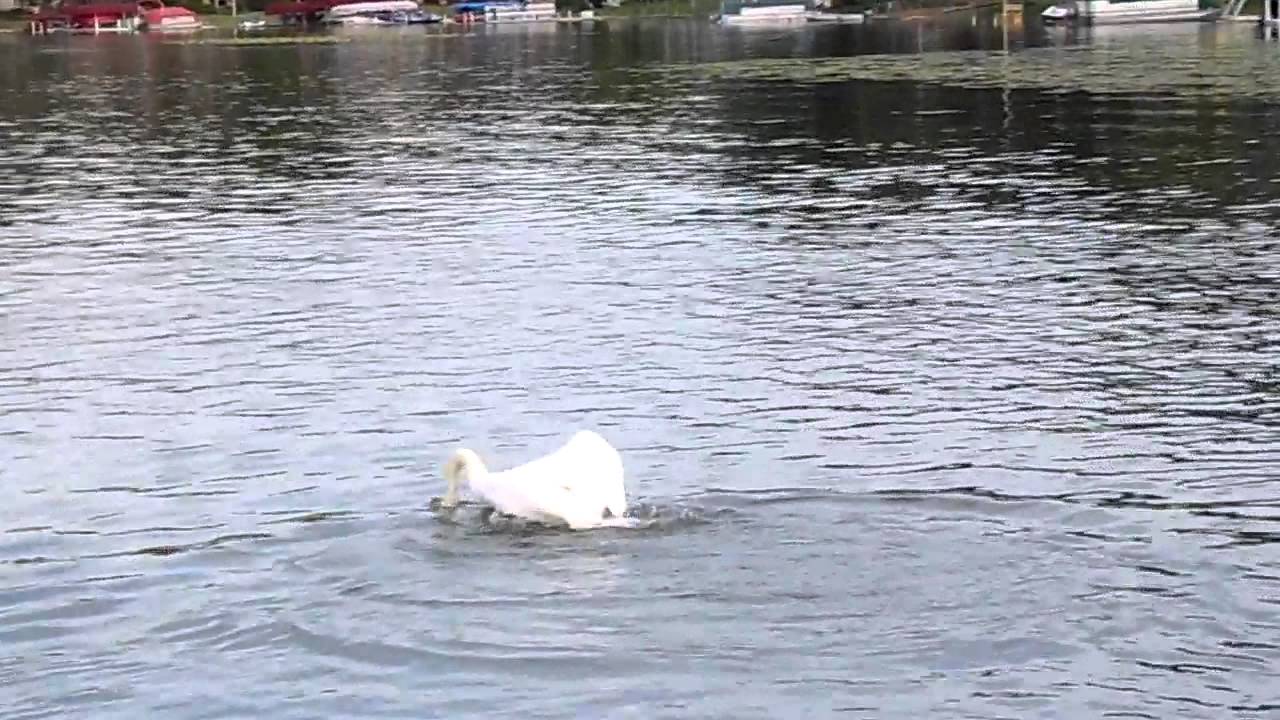 Swans chill out on a cool July nite - YouTube