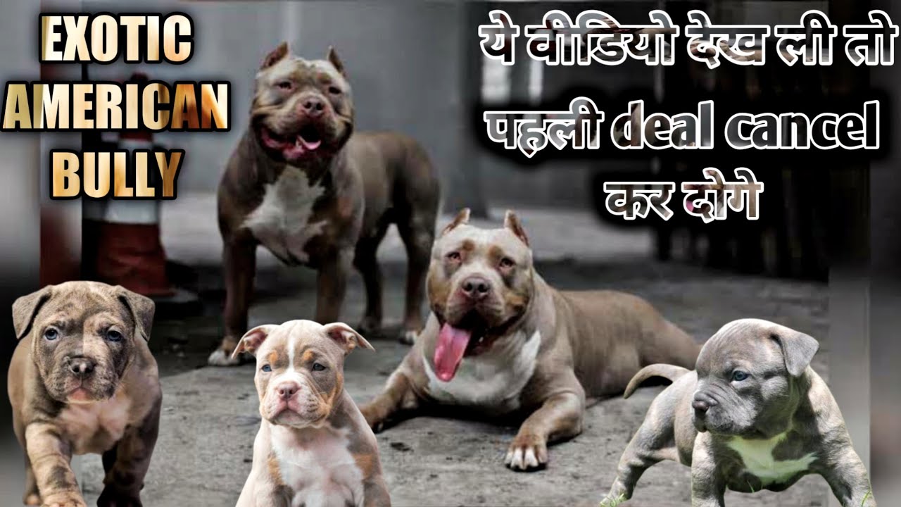 Exotic American bully puppies || tri color IMport line American bully ...