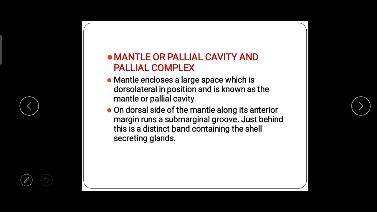 Pallial complex of Pila (apple snail) - YouTube