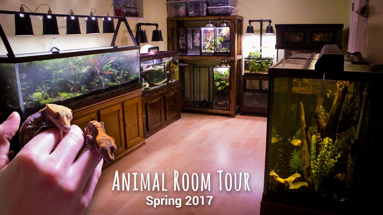 Animal Room Tour - Spring 2017 (Thanks for 40k Subs!) - YouTube