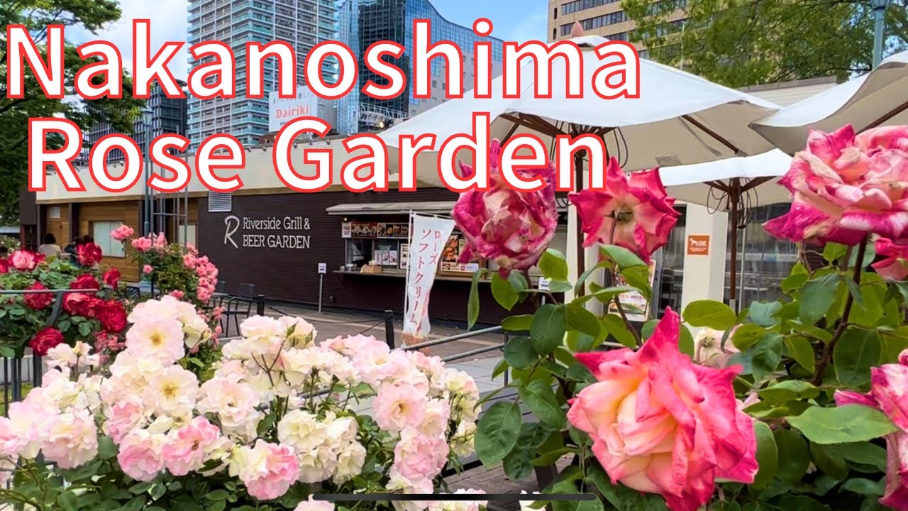 大阪⛲中之島公園🌹バラ園【Nakanoshima Rose Garden🌹Osaka Japan】 - YouTube