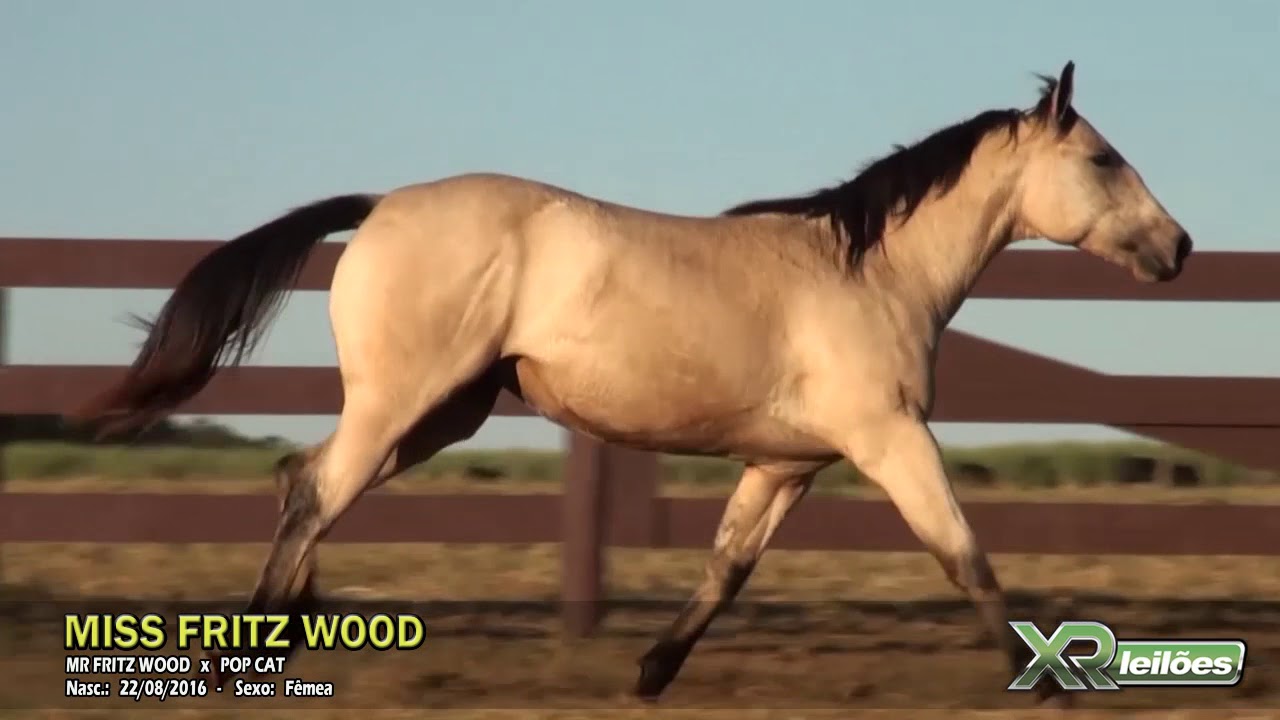 MISS FRITZ WOOD - YouTube