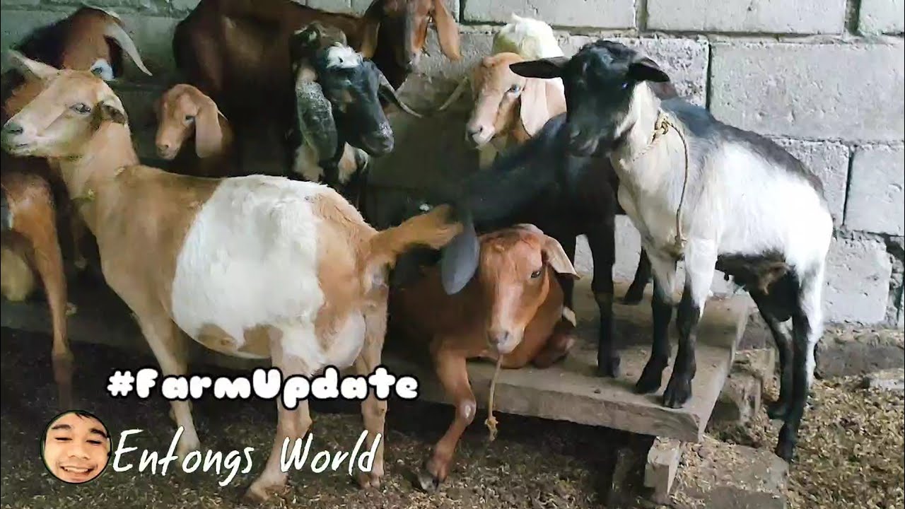 MADAMI TAYO PANG OUT NGAYON NA UPGRADED GOATS PLUS | Vlog #298 - YouTube