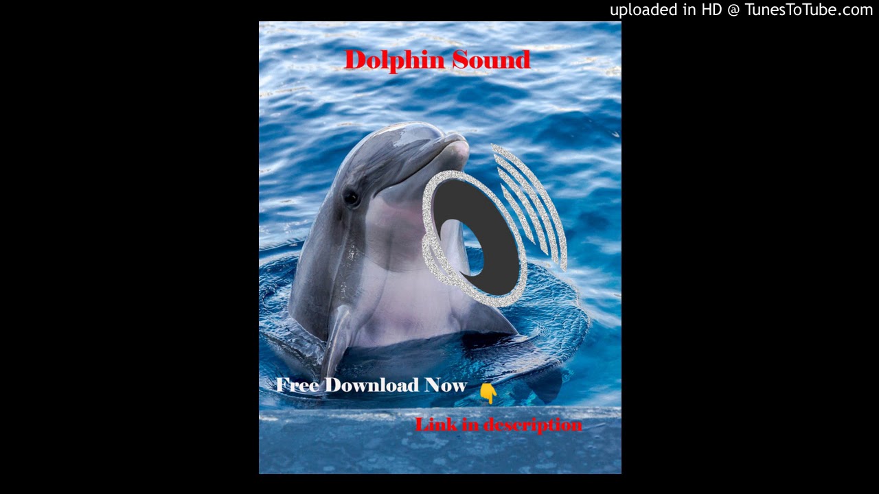 Dolphin Sound effect of 2020 - YouTube