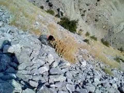 English setter ΕΚΠΑΙΔΕΥΤΙΚΟ ΣΕ ΟΡΕΙΝΗ ΠΕΡΔΙΚΑ - YouTube
