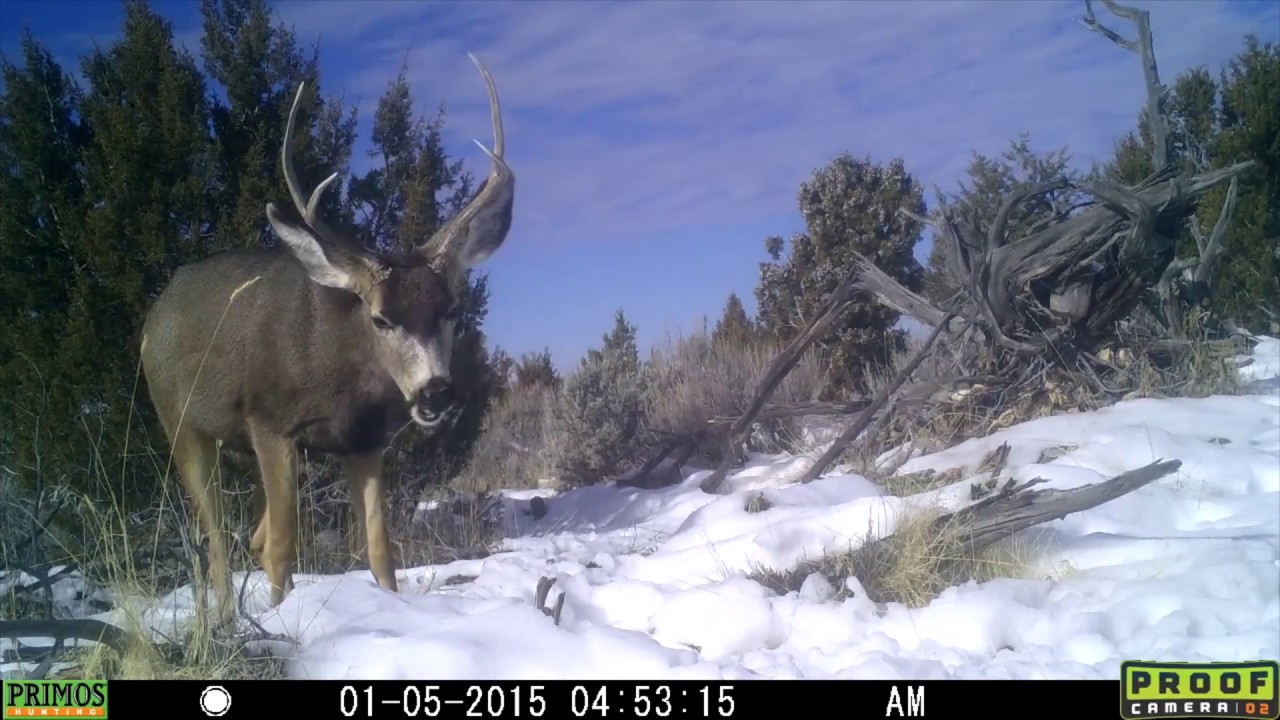 2 Point Mule Deer Up Close Trail Camera Videos - YouTube