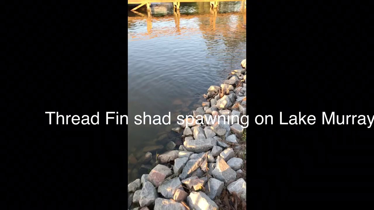 Thread Fin Shad Spawning - YouTube