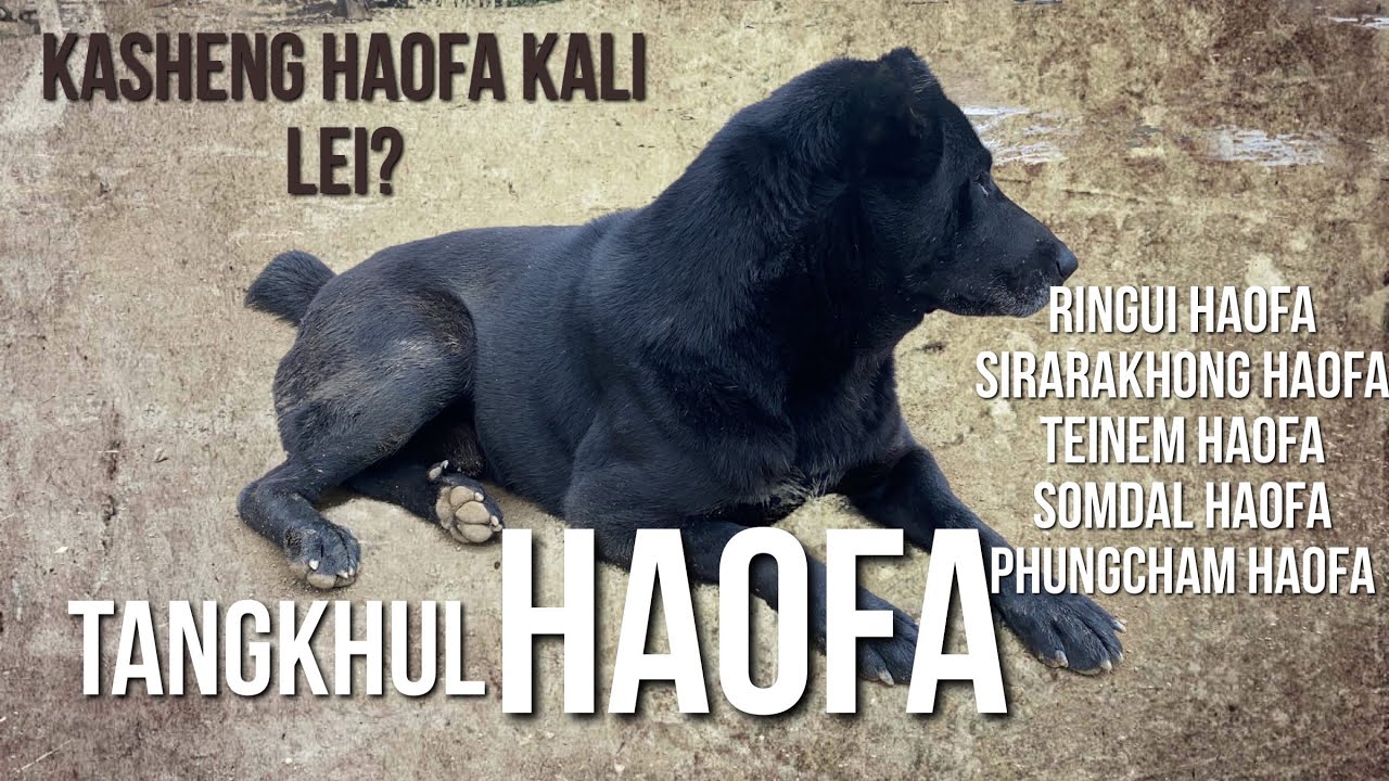 Tangkhul Haofa /phungcham Haofa /Haofa khamatha phakazat. - YouTube