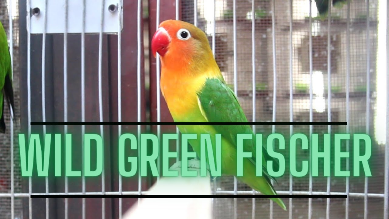 Wild type Fischer green & Euwing | Relaxing Sound | Birds Chirping | # ...