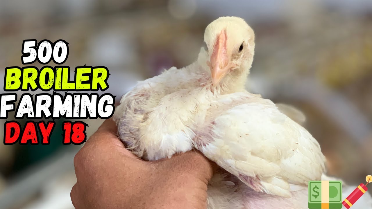 600 broiler farming day 18 😍🐣 ️ | broiler farming in summer profit ? 😍 ...