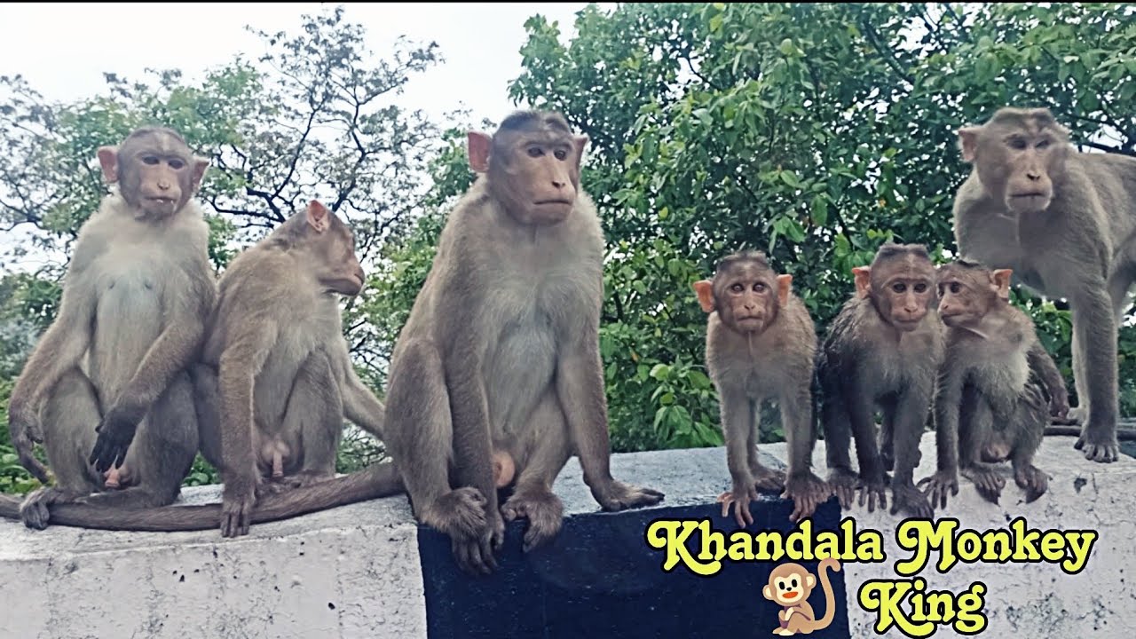 Lonavala-Khandala Monkey Spot #jaybajarangbali #jayshreeram #bandarmama ...