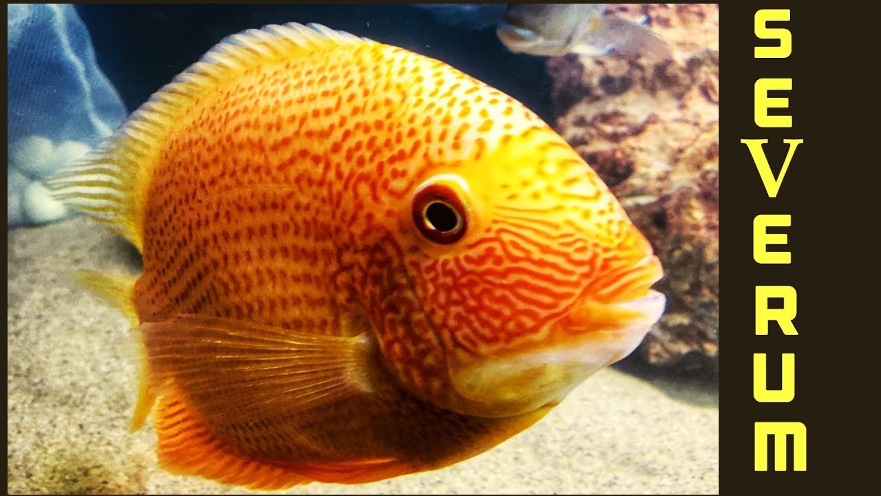 Severum Fish With African Cichlids at Jerry Fagan blog