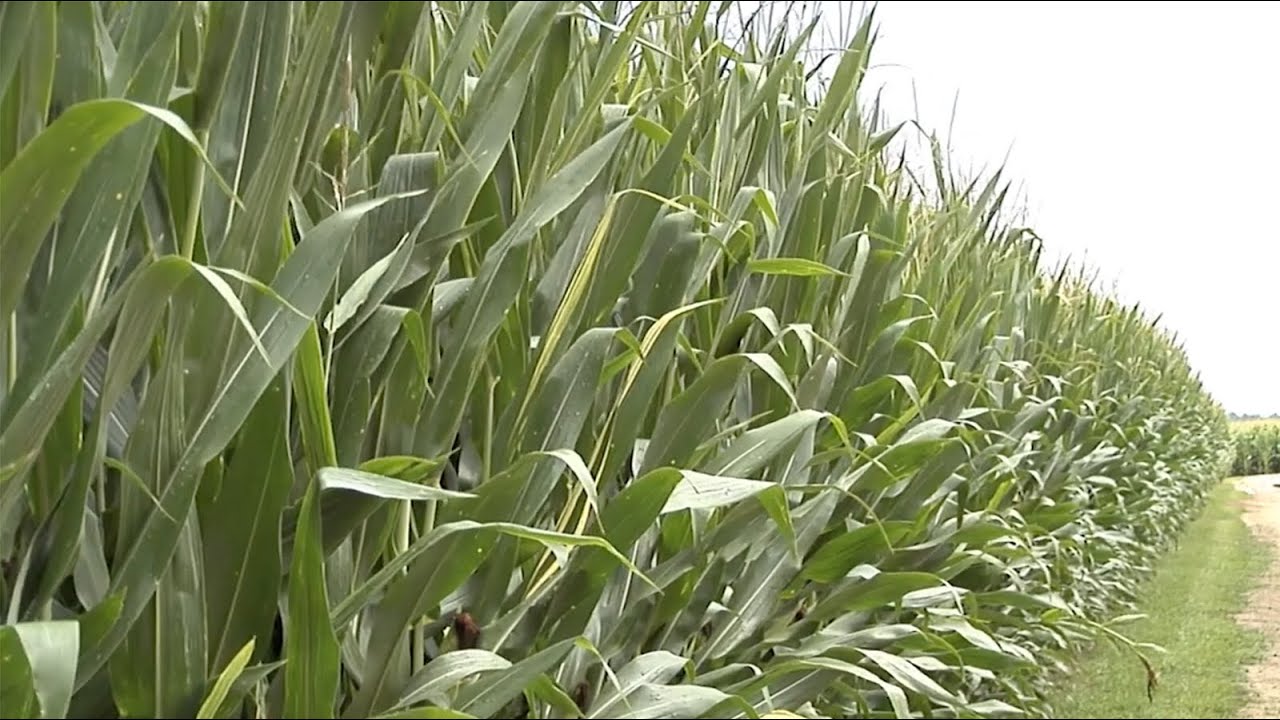 Georgia Corn Comeback? Farmers Prepare for 2025 Amid Rising Costs ...