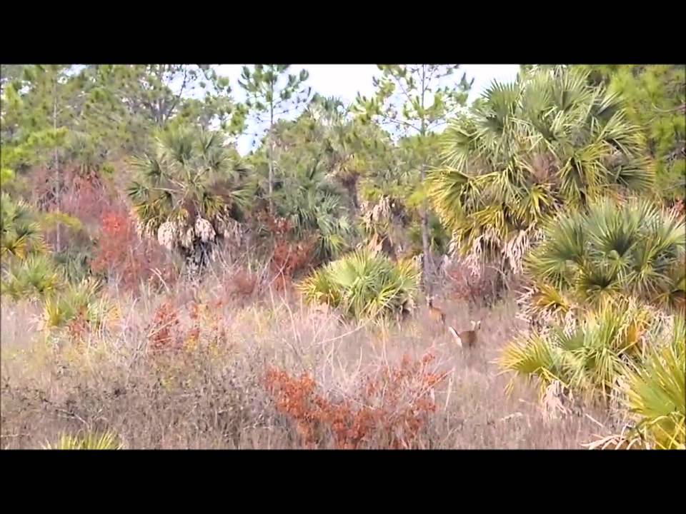 picayune strand deers - YouTube