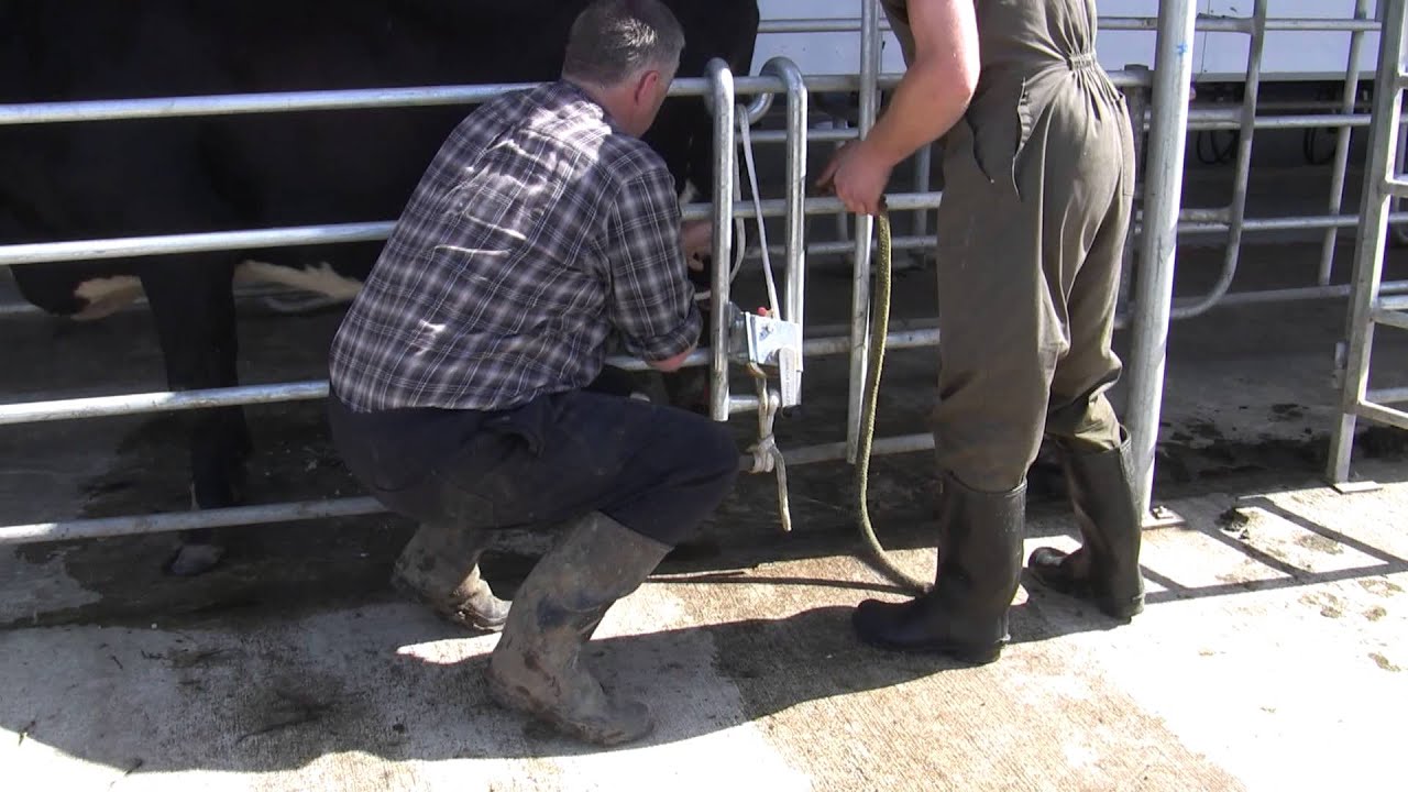 Cow Leg Lifter Demonstration Video 6 - YouTube