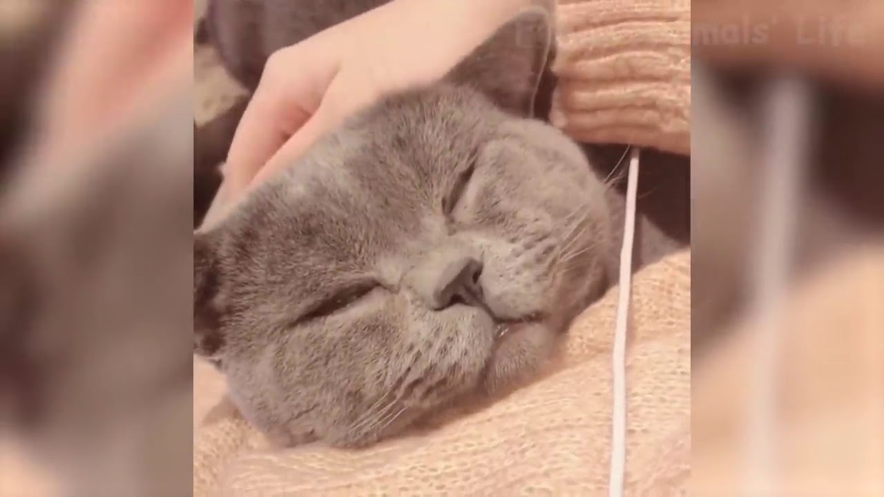 vidéo marrant tout les animaux - YouTube