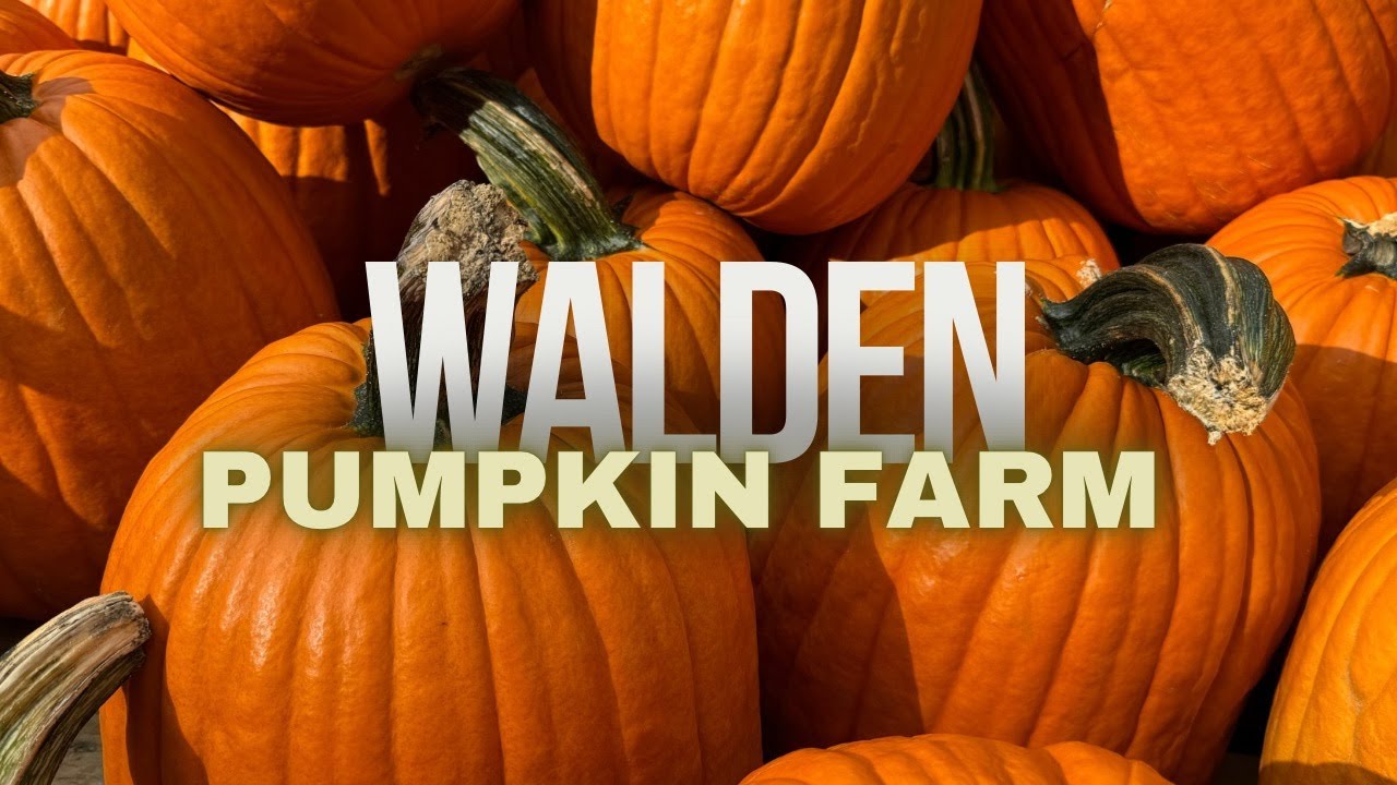 Fun For The Entire Family at This Amazing Pumpkin Farm - YouTube