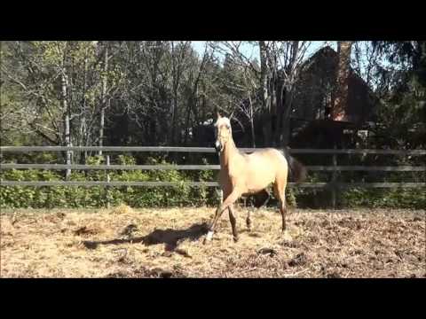 Bilbil Akhal-Teke - by the music of ERA The Mass