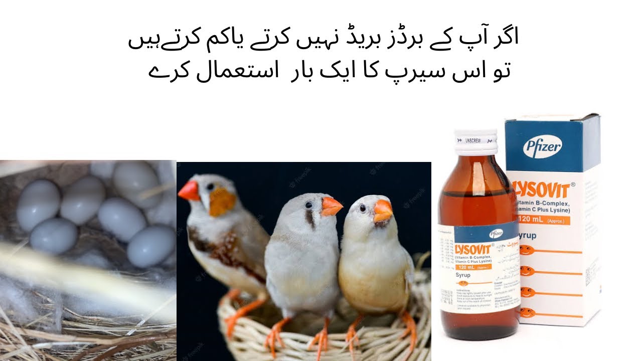 Best vitamins syrup| Lysovit syrup for all birds| vitamins - YouTube