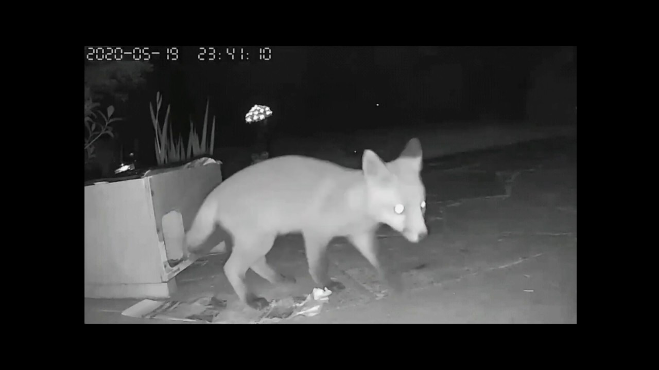 Fox Cub & Hedgehog - Infra Red Night Vision Camera. - YouTube