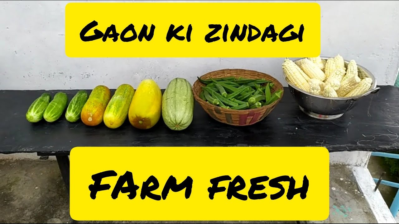 Farm fresh vegetables | Makki season | Life of mountains | Dalhousie ...