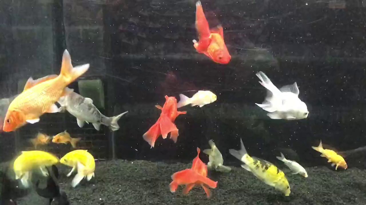 AQUARIO ESPETACULAR CARPA E KINGUIO COMETA - YouTube