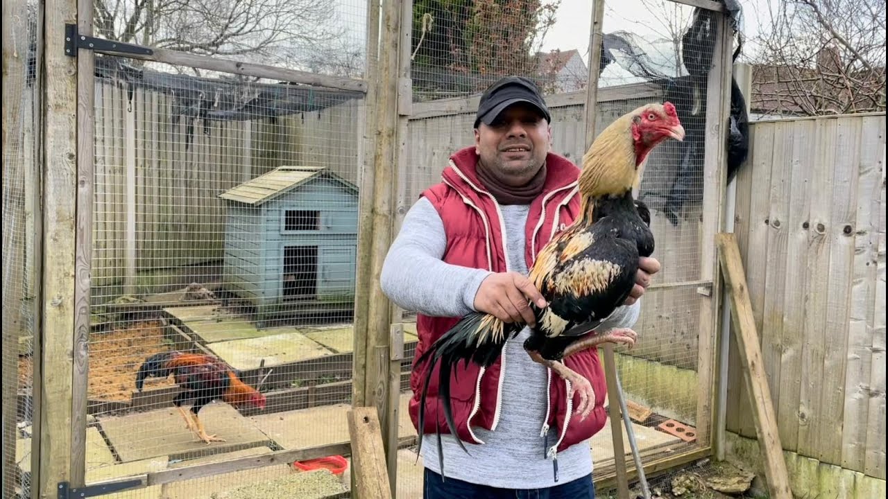 Pakistani Aseel Pair in UK - YouTube