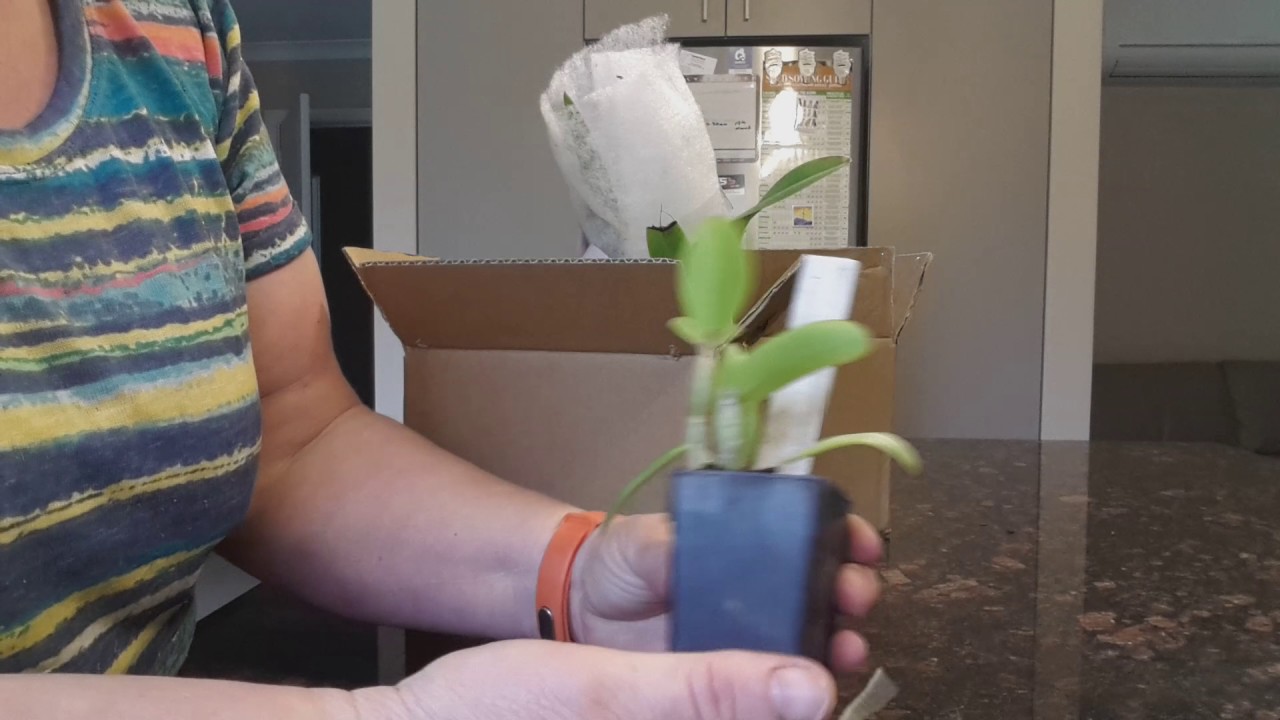 What have we here....un-boxing new plants - YouTube