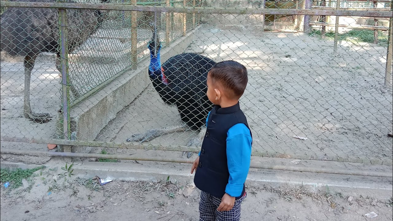 চিড়িয়াখানায় মুয়াজ বাবু,Muaz Babu in Rang Zoo - YouTube