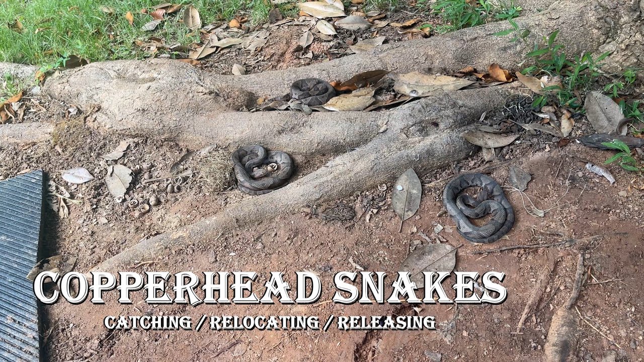 Catching Relocating and Releasing Several Copperhead Snakes - YouTube