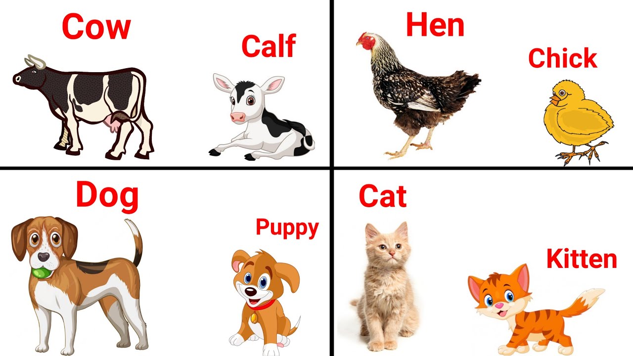 Animals Vocabulary | Animals and Their Babies | Animals and their young ...