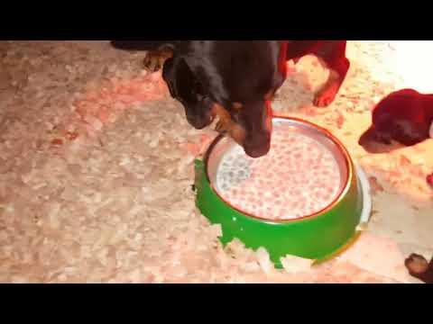 Achill ile Eşleşmek İçin Gelen Dişimiz Lady Aramıza Katıldı