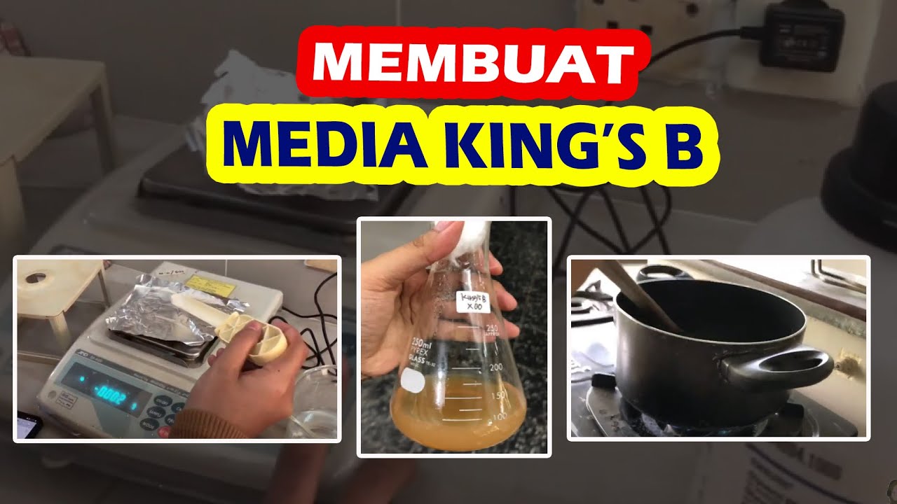 PEMBUATAN MEDIA KING’S B | MEDIA PERTUMBUHAN BAKTERI - YouTube