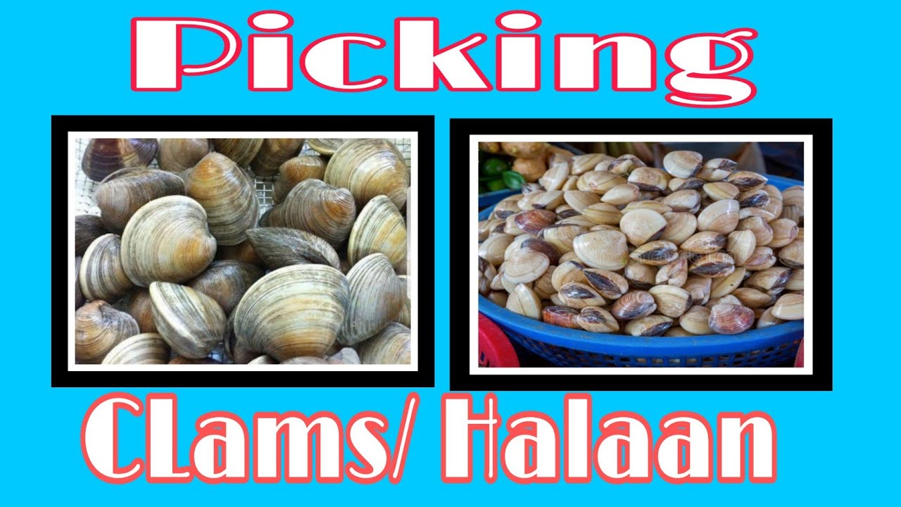 PICKING MUSSLES | HALAAN IN FILIPINO | AL BIDA SALMIYA BEACH - YouTube