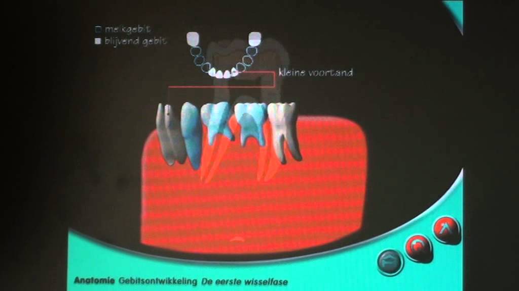 Anatomie gebitsontwikkeling: de eerste wisselfase - YouTube