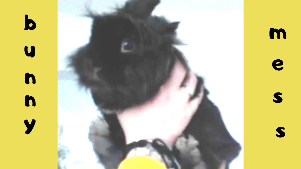 rabbit stuff mess! how much stuff can a bunny have? #bunny - YouTube