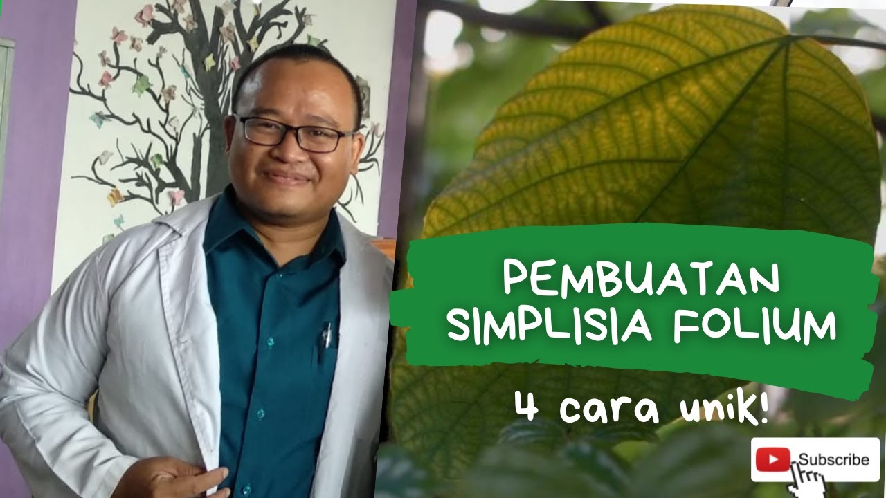 4 cara unik! Pembuatan simplisia folium - YouTube