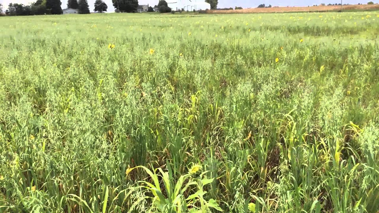 Eight-way cover crop mix after wheat - YouTube