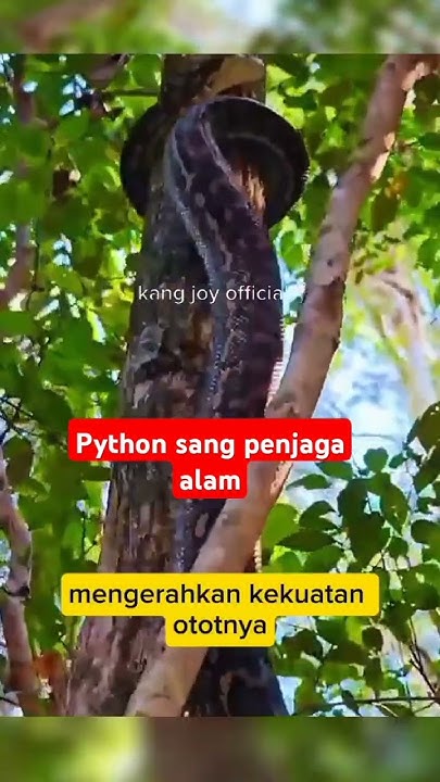 Ketika ular python ini manjat pohon - YouTube