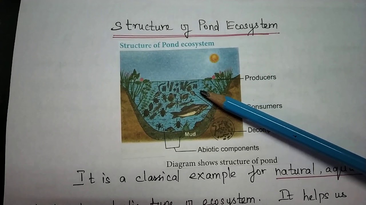12Std: Types of Ecosystem & Structure of Pond ecosystem - YouTube