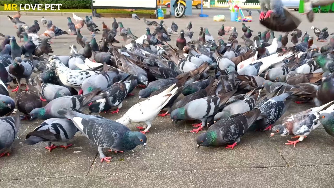 Rescue for Good Pigeons homeless in world, Feeding homeless Pigeons ...