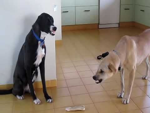 Dogs Fighting for a Bone - YouTube