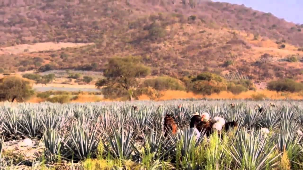 A World Without Bees - YouTube