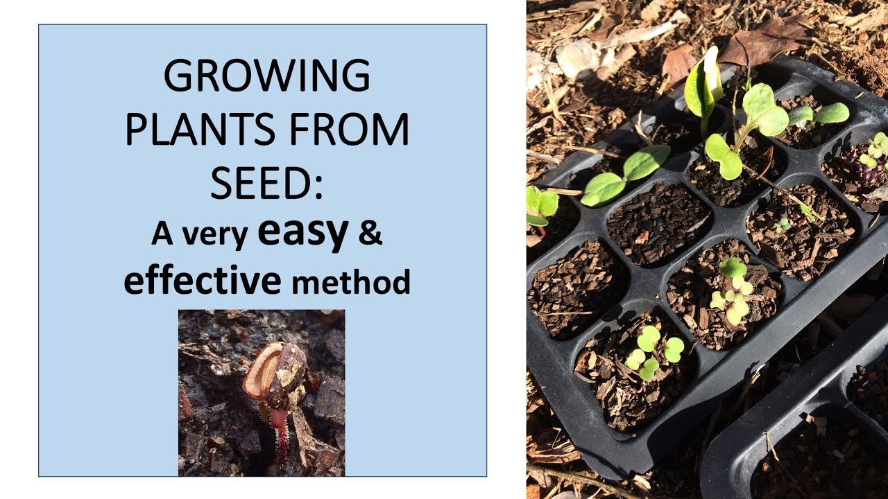Growing Plants From Seed: An Easy & Effective Method - YouTube
