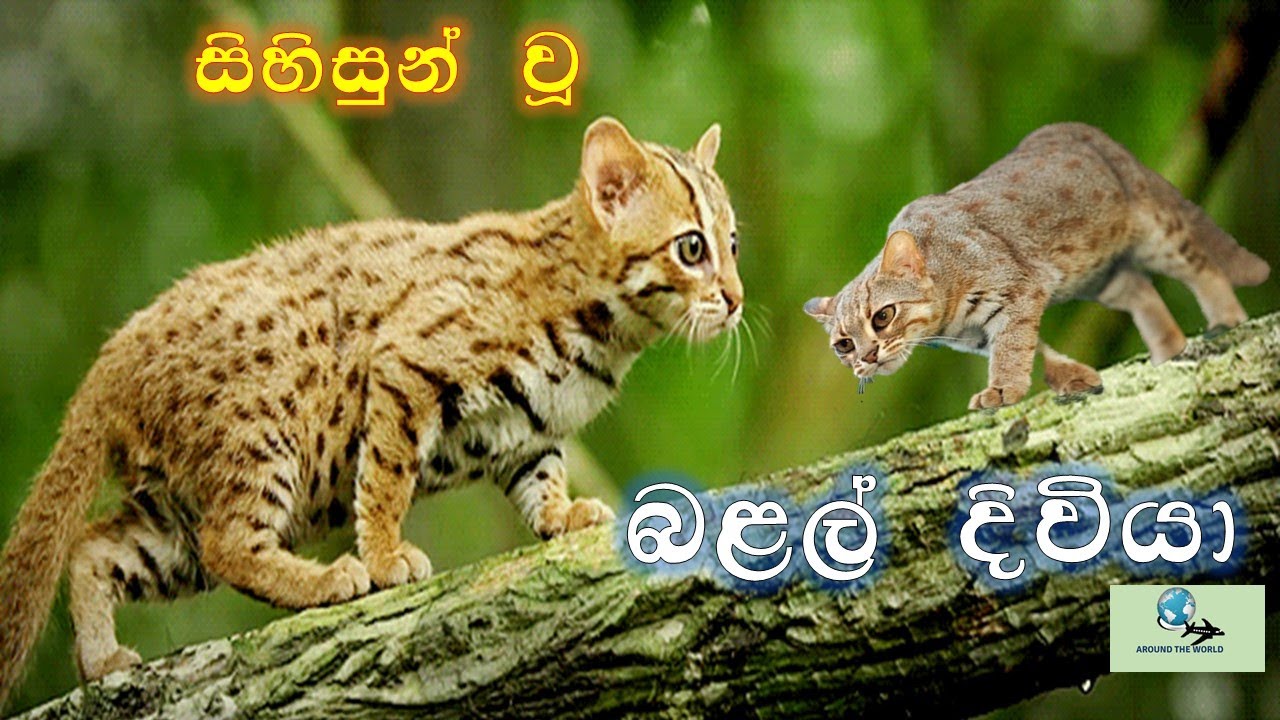 balal diviya/සිහිසුන් වූ බළල් දිවියා@danuma9 #animals - YouTube