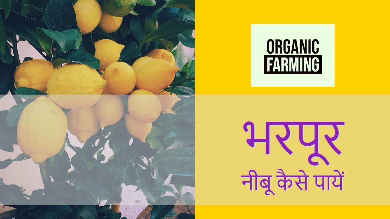 nimbu ki cutting kab aur kaise kare | नीम्बू की कटिंग | नींबू की कटाई ...