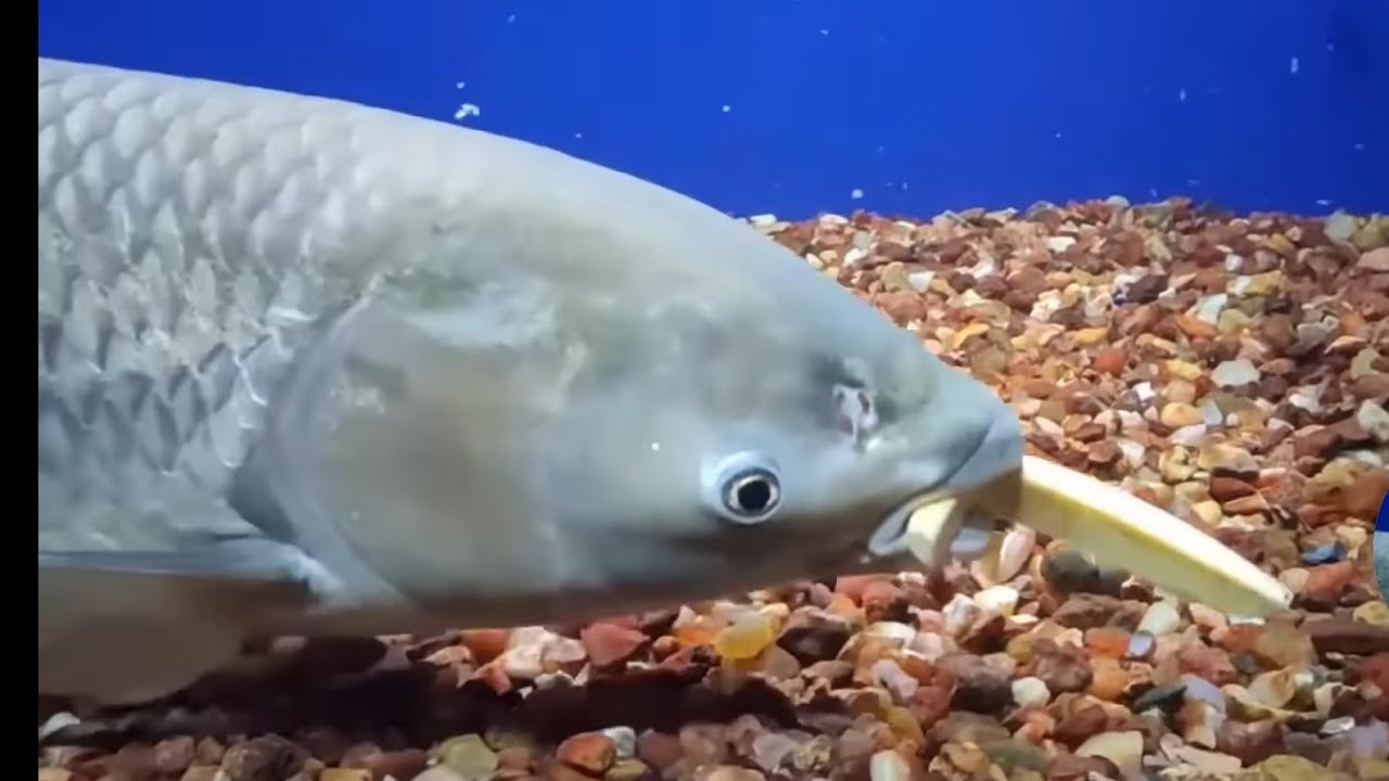 Fish EatingBanana#fishfeeding#fisheatinfruits#graeskarper#carp#ikankoi# ...