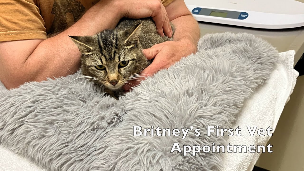 Britney's First Vet Appointment - YouTube