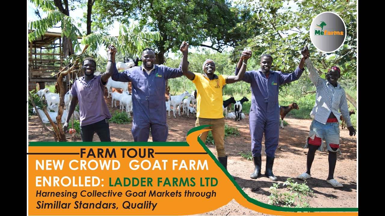 Farm tour: Ladder Farms-Ltd- Best and Worst Practices-Creating Standard ...
