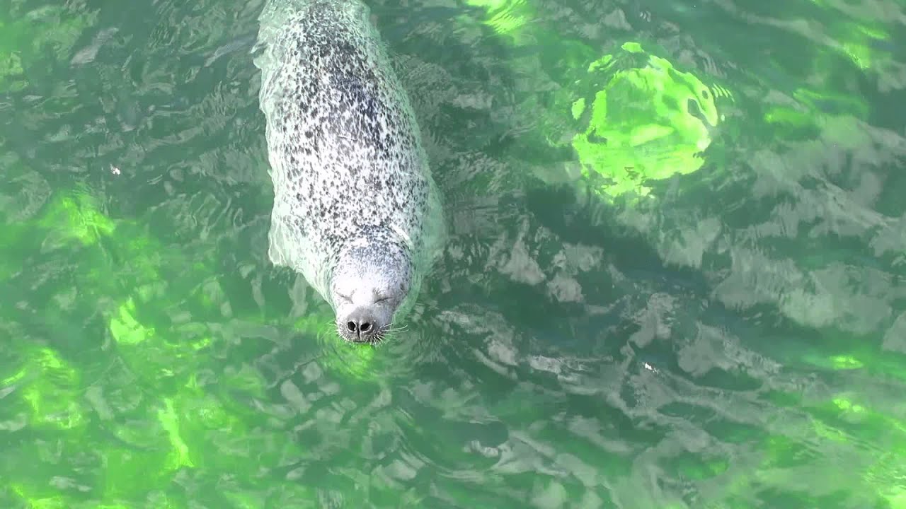 Ecomare Texel - Seal - YouTube